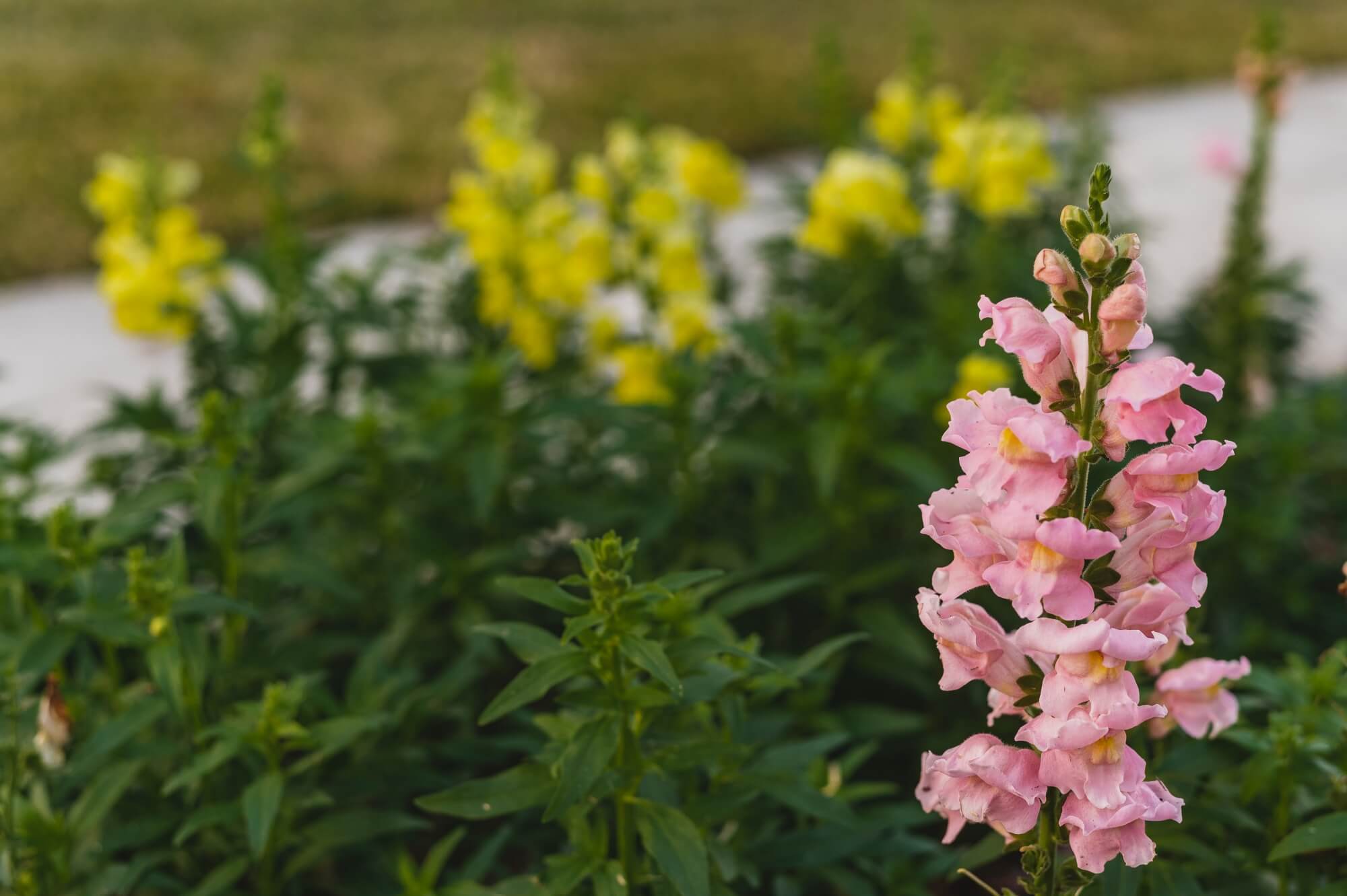 Thoughtful Landscape Design: Revitalizing Ponce Residence - Miller Outdoors